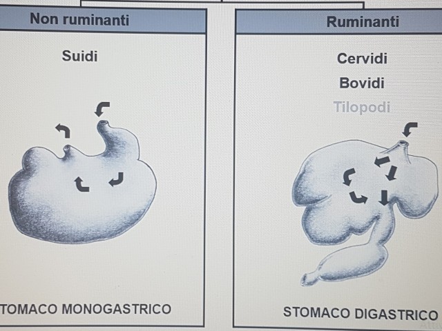 Rumine o non rumine? Differenze e significato ecologico - Federcaccia ...
