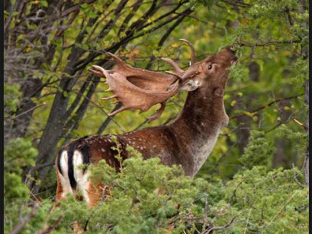 Il Daino: segni di presenza - Federcaccia Brescia