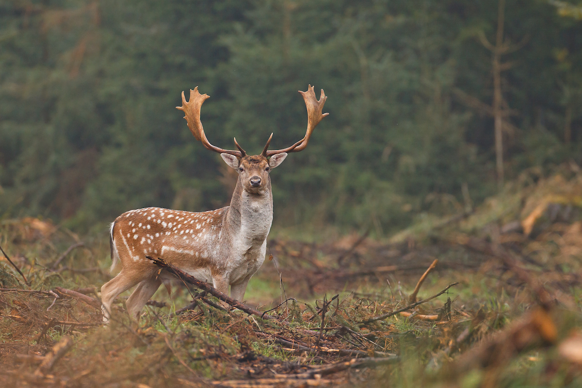 Determinazione delle classi d'età nel Daino e socialità - Federcaccia ...