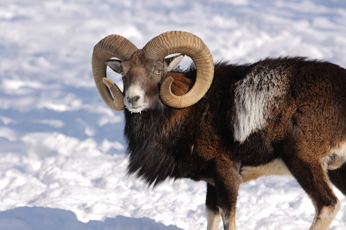 Muflone: classi d'età - Federcaccia Brescia