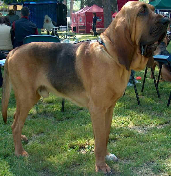 CHIEN DE SAINT HUBERT (Bloodhound) - Federcaccia Brescia