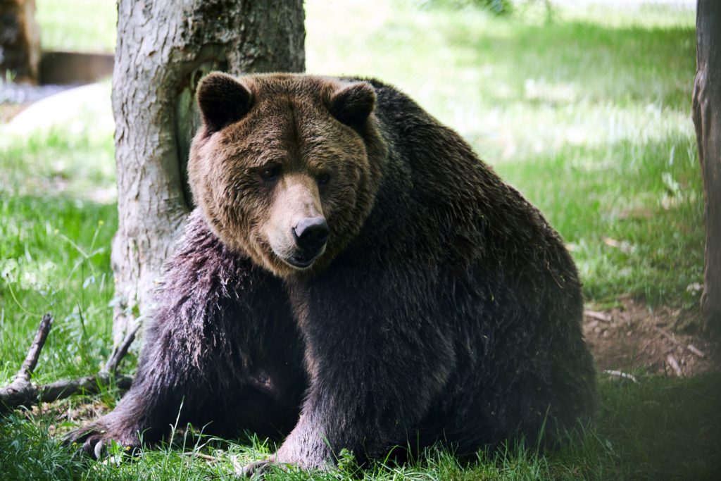 GESTIONE DELL'ORSO, RIFLETTERE E INTERVENIRE - Federcaccia Brescia